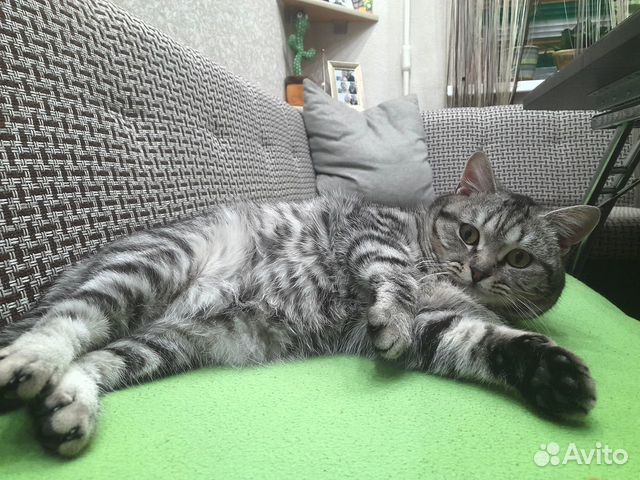 Британский котик