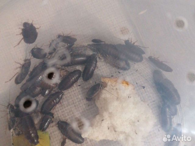 Тараканы мраморные