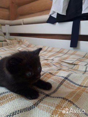 Котята от британской кошки