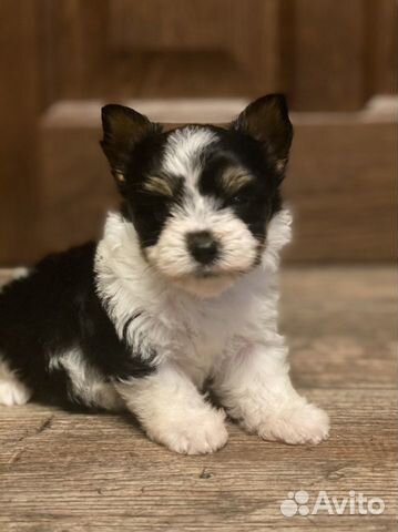 Девчушка Биверушка