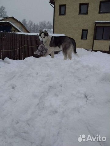 Хаски собака