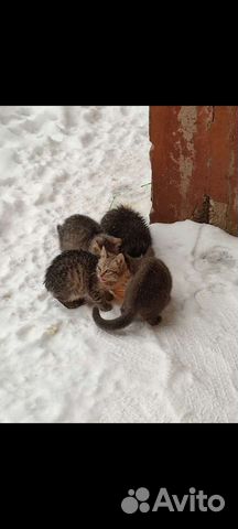Котята в добрые руки