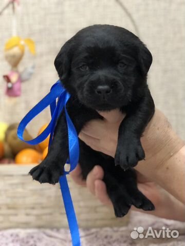 Черные щенки лабрадора