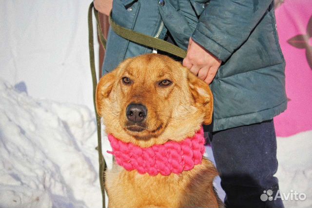 Собака в добрые руки