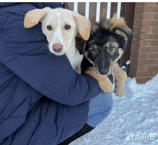 Собака