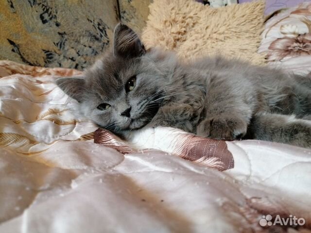 Шотландский котенок мальчик