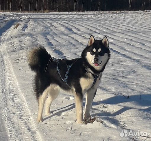 Аляскинский маломут вязка