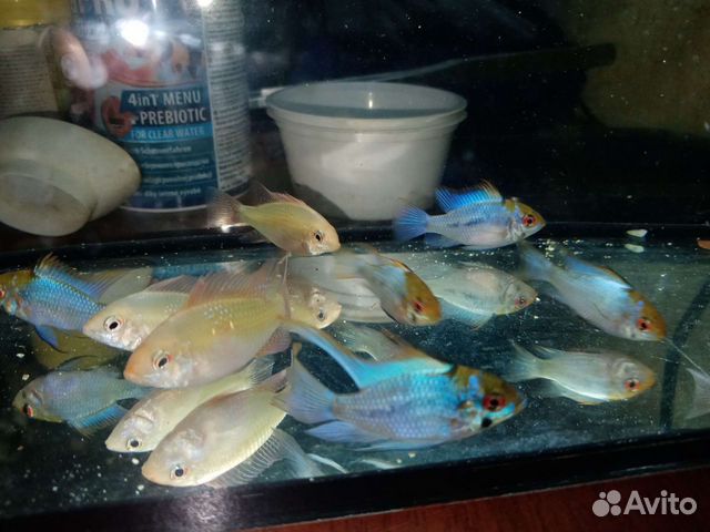 Апистограммы