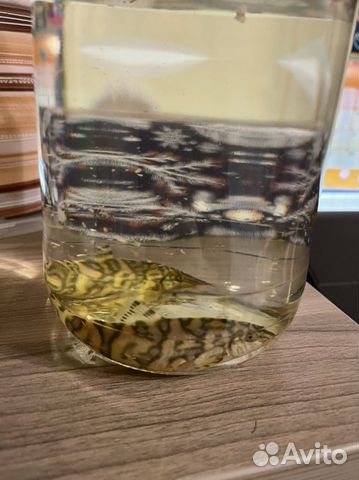 Боции мраморные