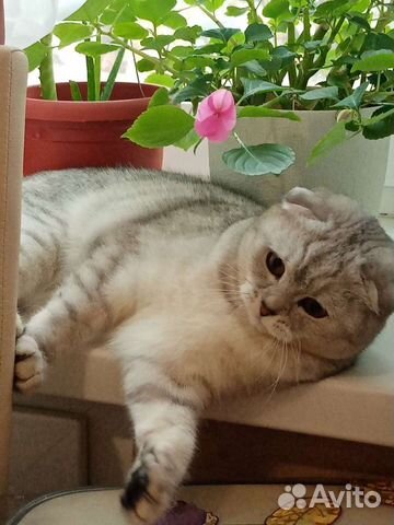 Шотландская кошечка ищет котика, шатланского с пря