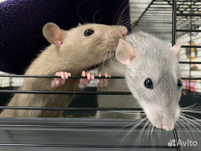 Крысята девочки отдаются парой. 3 мес