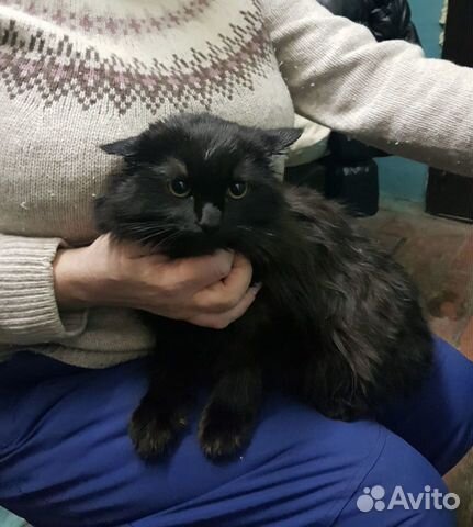 Кот подросток бесплатно