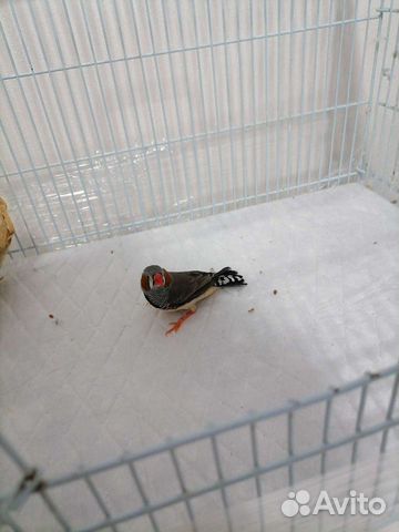 Зебровые амадины