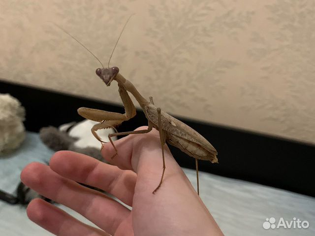 Африканские богомолы Sphodromantis viridis