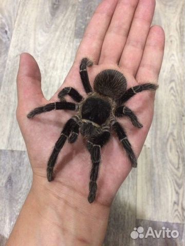 Паук птицеед Lasiodora parahybana