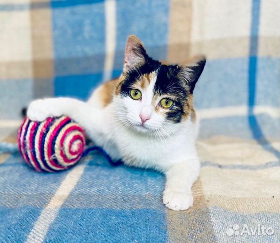 Трёхцветная кошечка Майя в добрые руки