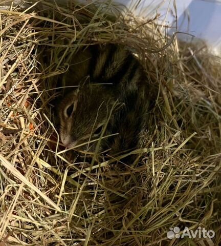 Бурундук с клеткой