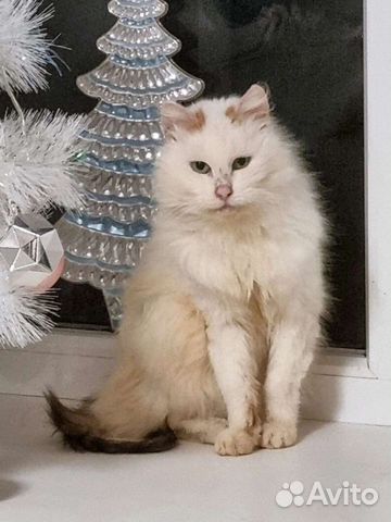 Пушистый ангел ждёт чуда