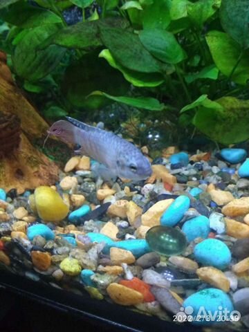 Аквариумные рыбки