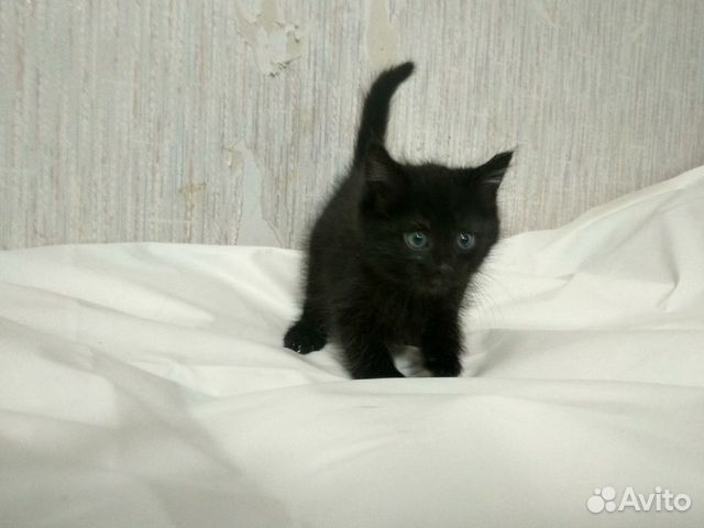 Котенок Степан