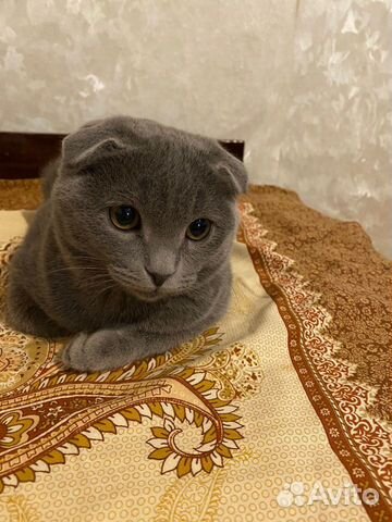 Британский кот вязка