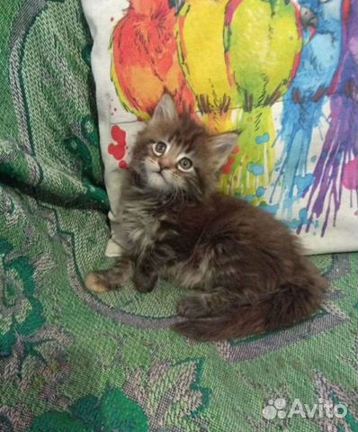 Обаятельной красоты маленькие тигрята