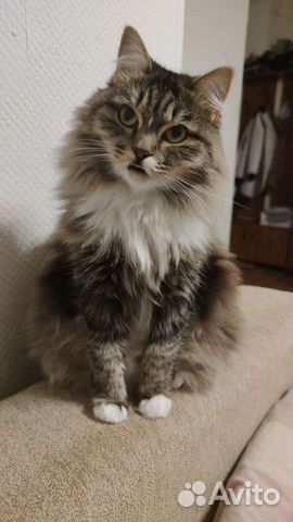 Отдам в добрые руки