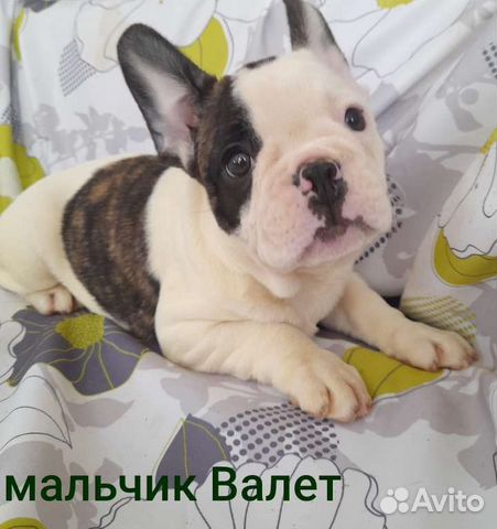 Французский бульдог щенки РКФ
