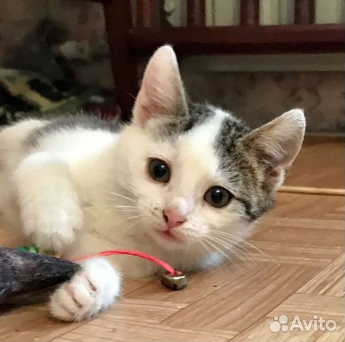 Кошка