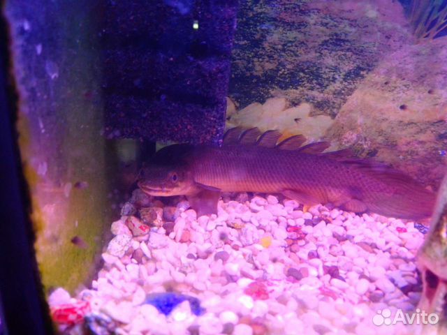Рыба сенегальский дракон полиптерус