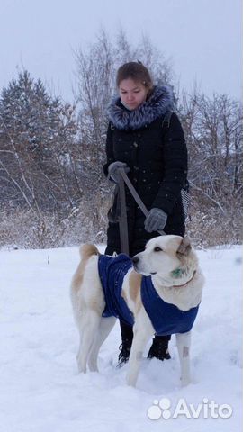 Белла. Собака-мечта в добрые руки