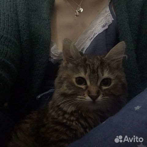 Котейка в заботливые руки