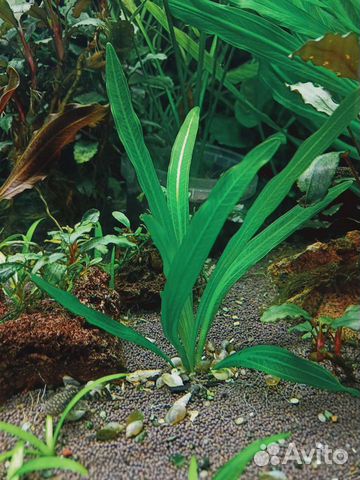 Аквариумные растение