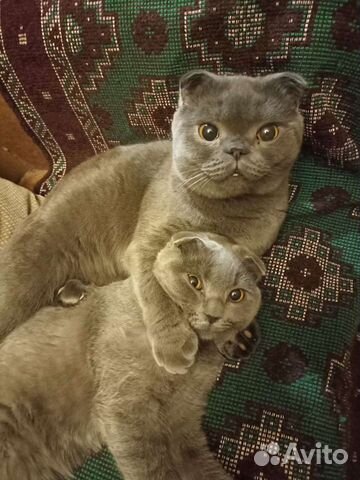 Британская