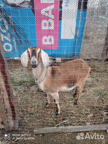 Нубийская коза