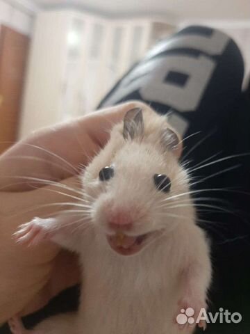 Хомяк сирийский