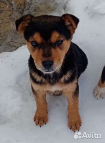 Метис немецкого пинчера в добрые руки