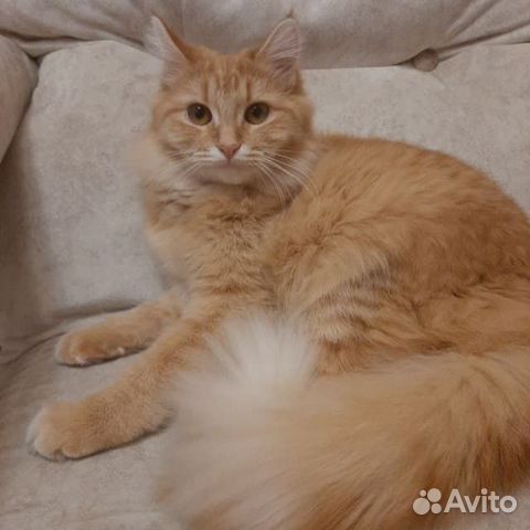 Сибирская красавица ищет жениха для вязки