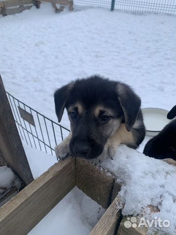 Щенок мальчишечка, 2 месяца, ищет дом, в добрые ру