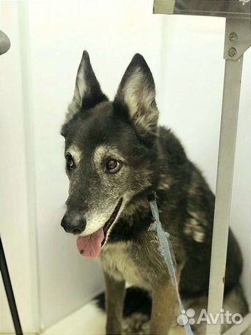 Собака в добрые руки