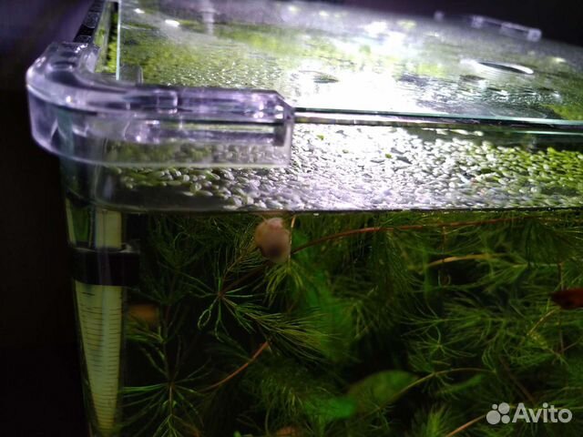 Ампулярии, ряска, роголистник