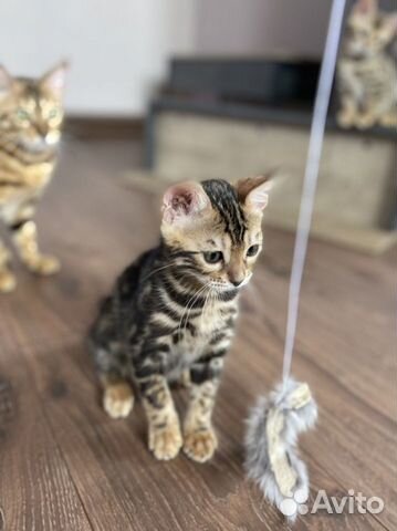 Бенгальские котята