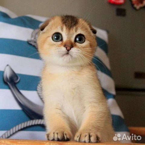 Золотой фолдик Смурфик