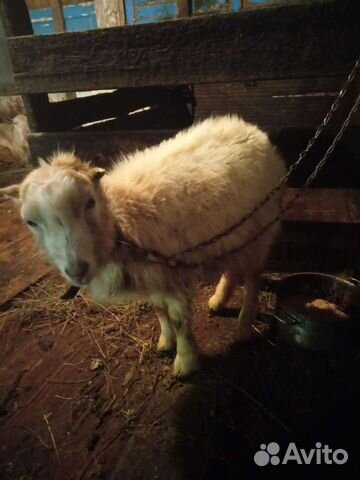 Козел ламанча