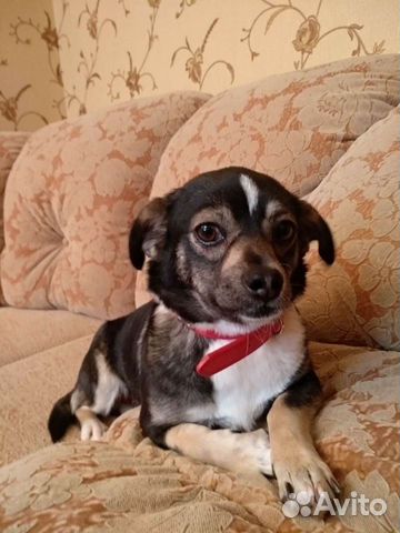 Собака, чудесная диванная девочка