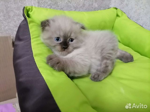 Шотландские котята окрас колор поинт