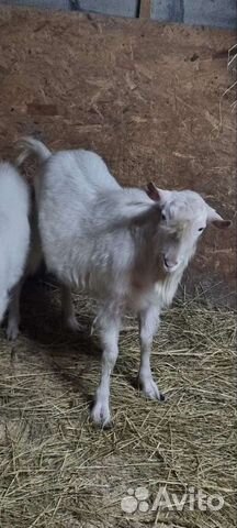 Козел зааненский