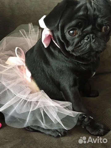 Отдаём-Мопсяшку