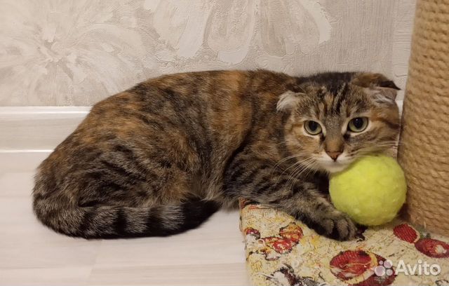 Кошка обыкновенная ищет дом и любящих хозяев