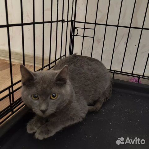 Кота выбросили в лесу